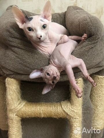 Котёнок.Канадский сфинкс