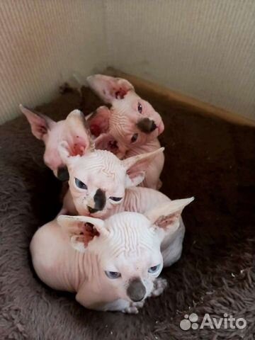 Канадский сфинкс котенок