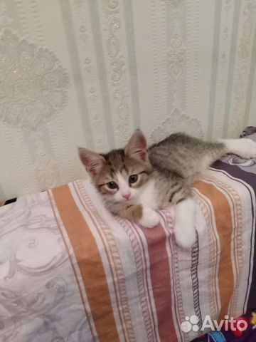 Котята отдам бесплатно