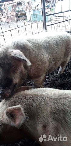 Продам хряка