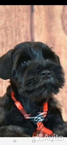 Черный цвергшнауцер