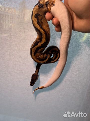 Королевская змея