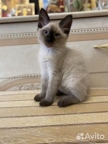 Тайские котята