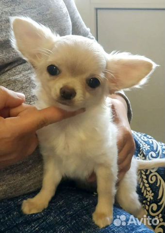 Девочка кремового окраса