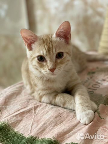 Кот в добрые руки