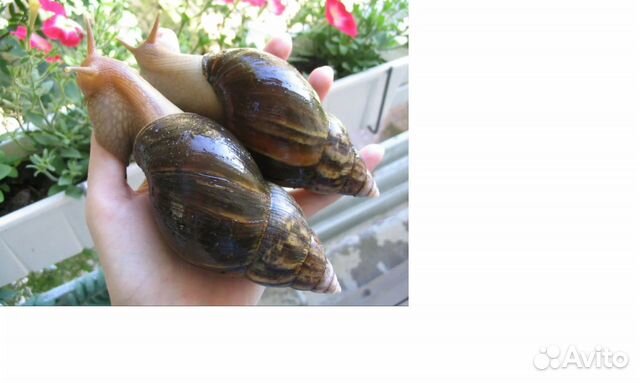 Улитки ахатины бесплатно