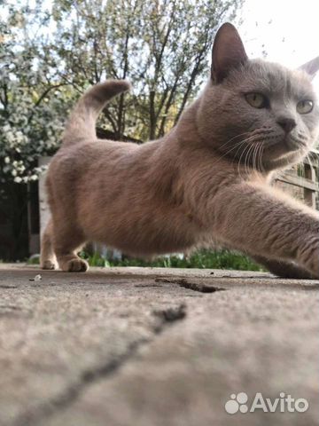 Британский кот