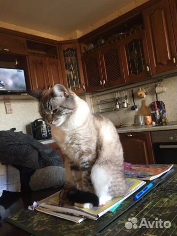 Кошка сиамка в добрые руки