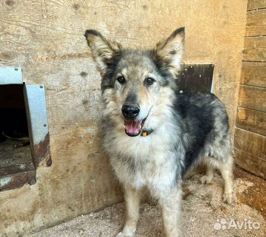 Несчастный пес заканчивает свою жизнь в клетке