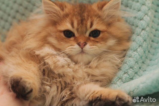 Шикарный хайленд страйт