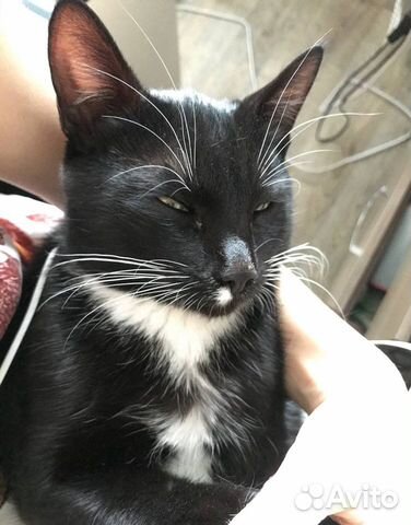 Отдам мягкого ласкового кота