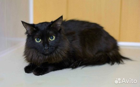 Звездочка ищет дом