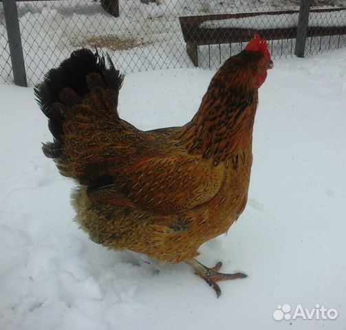 Кучинская юбилейная.Цыплята.Яйцо