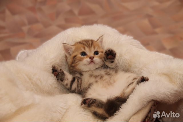 Котята с документами