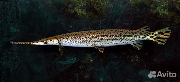 Щука панцирная