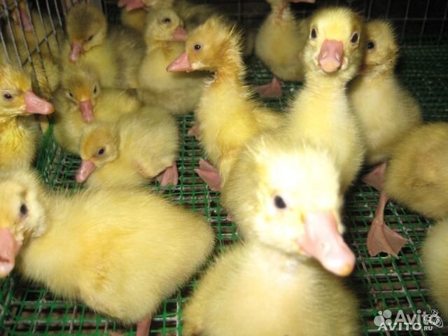 Утята мулард, орвия st5