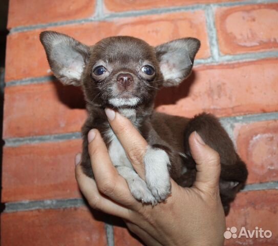 Шоколадная биколорочка Корсика (Зеленоград)