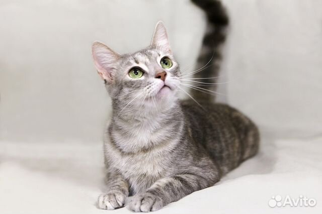 В дар добрым людям кисонька Викки-Виктория