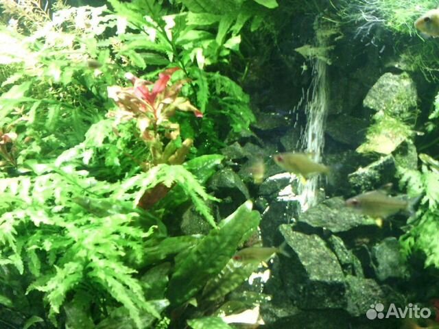 Растения и сомики