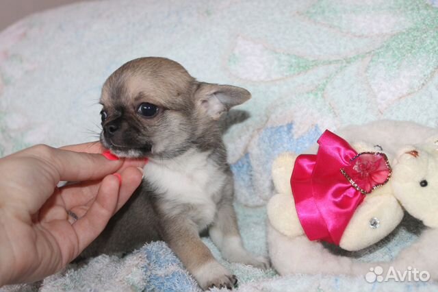 Малыши миники мальчики