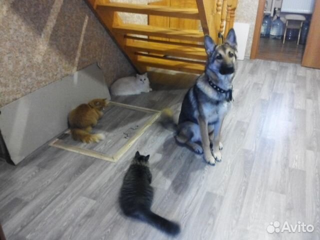 Собака в добрые руки