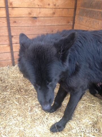 Щенки от волкособа