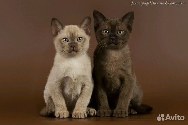 Брунни- котёнок Европейской бурмы