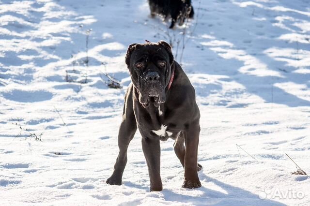 Кобель Чемпион Корсо