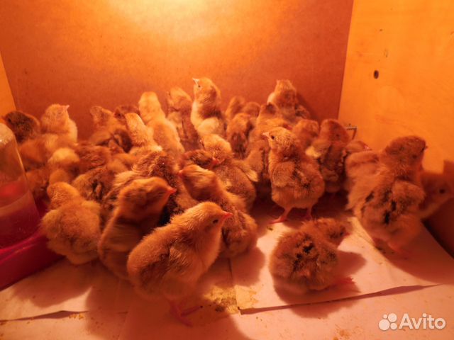 Цыплята, яйцо инкуб.кучинской, австролорпа. Резерв