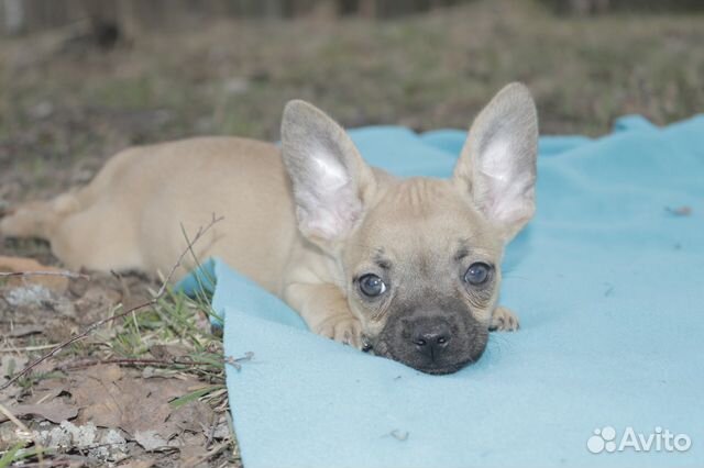 Фрачишки. Чудесные создания
