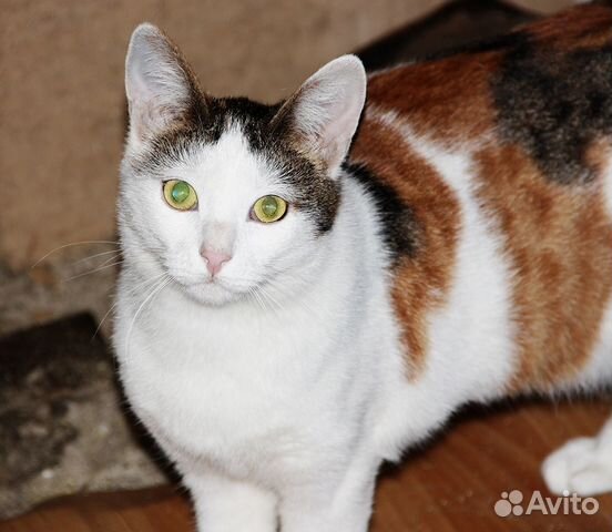 Ми-ми-мишная Веснушка - хочет узнать-что такое дом