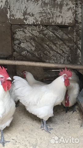 Продаю кур породы Бресс галльская