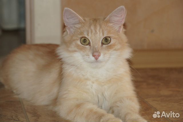 Кот Изя