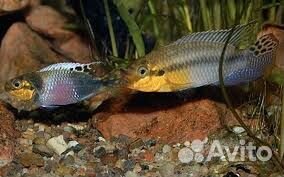 Пельвикахромис субоцеллатус