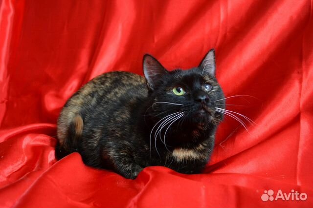 Кошечка мышеловка