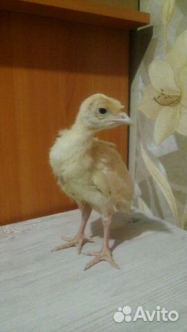 Индюшата. Цыплята