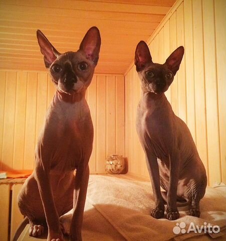 Канадский сфинкс котенок Остин