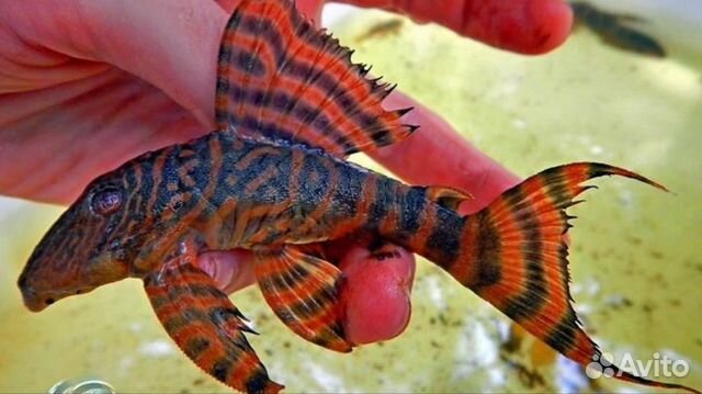 Номерные L сомы