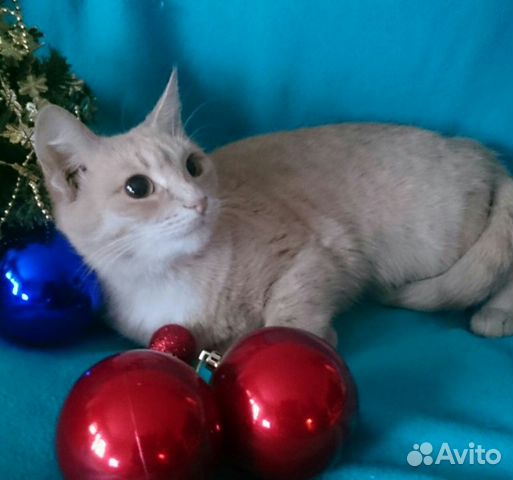 Красивая кошечка персикоаого окраса