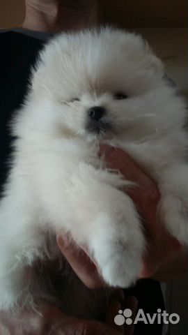 Помпошечки