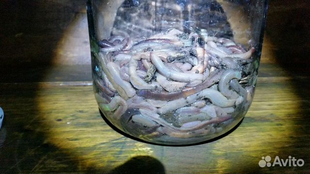 Черви - Выползки