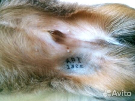 Бассеты клеймение щенков