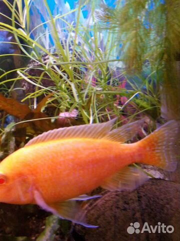 Аулонокара земляника самец