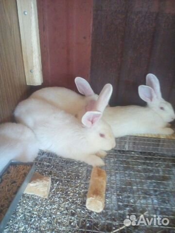 Продаю кроликов