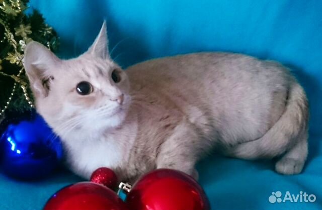 Кошечка персикового окраса Рыжуля