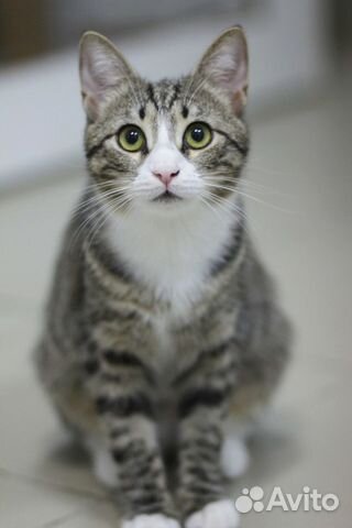 Кошечка Стеша мечтает стать домашней