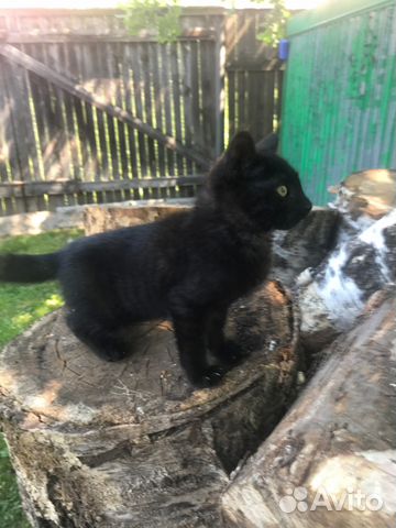 Черныши - плюшевые котята в заботливые руки