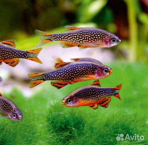 Расбора Галактика