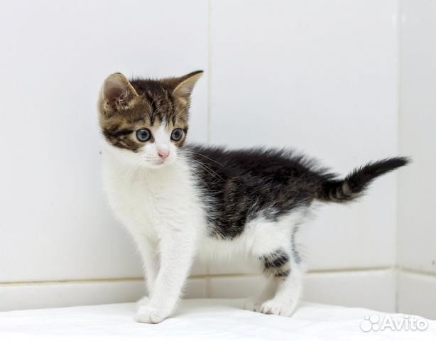 Плюшевый, "золотой" котенок Джон в добрые руки