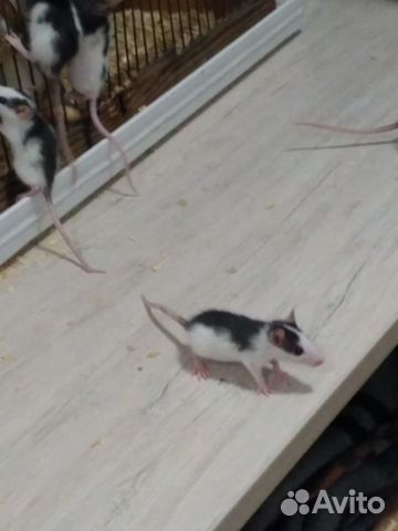 Крысята декоративные, хаски